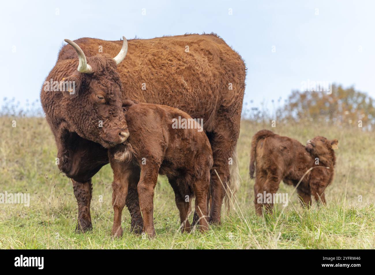 Salers cow taking care of her calf. Vosges, France, Europe Stock Photo ...