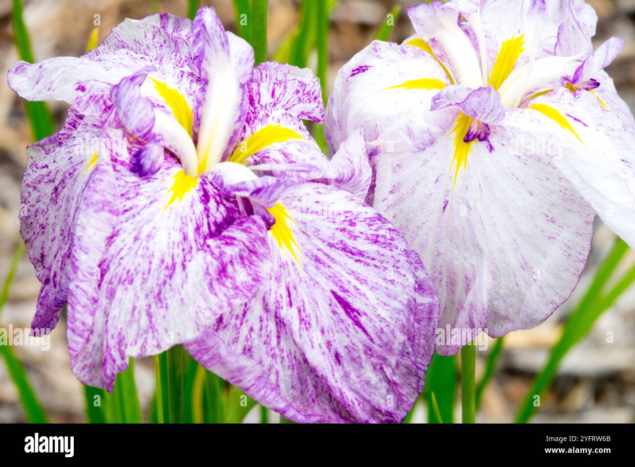 Japanese Water Iris ensata "Ack-Countable" Bright Purple Marbled Iris ...