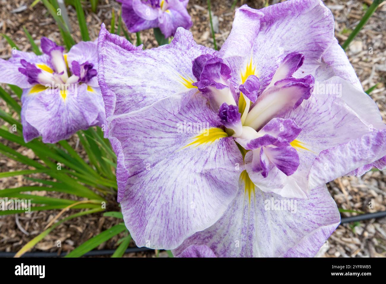 Hanashobu flower hi-res stock photography and images - Alamy