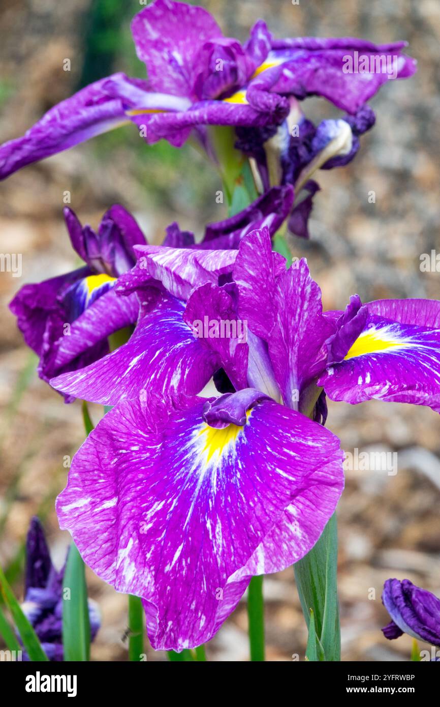 Red violet falls hi-res stock photography and images - Alamy
