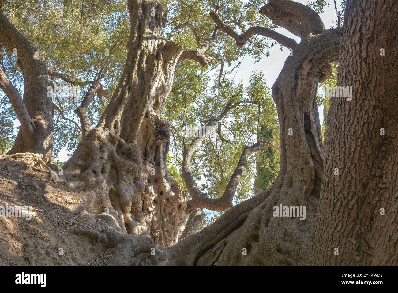 Millennial olive tree from Roquebrune-Cap-Martin. France Stock Photo ...