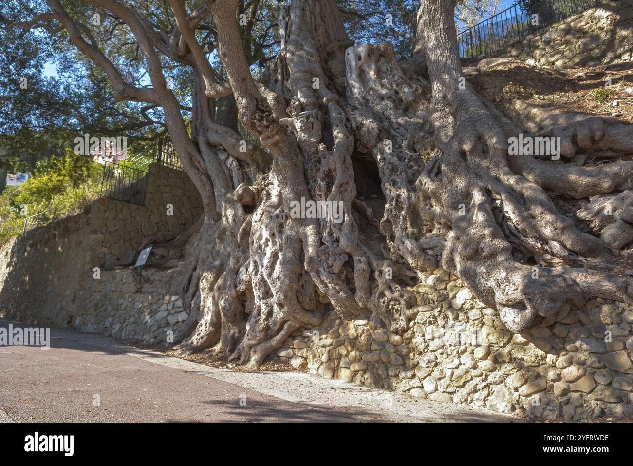 Millennial olive tree from Roquebrune-Cap-Martin. France Stock Photo ...