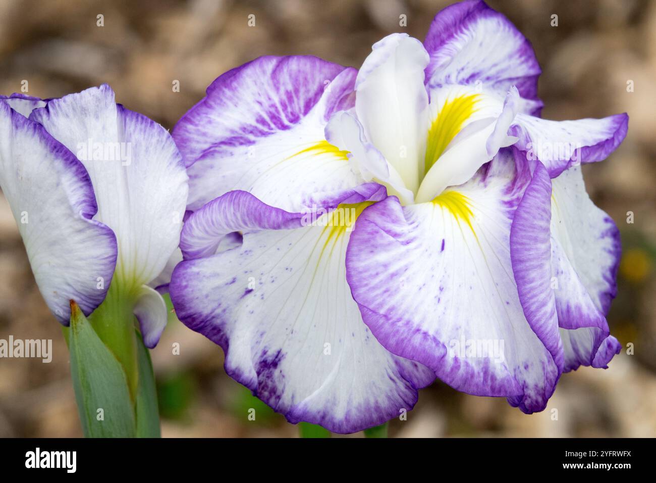 Japanese sweet flag plant hi-res stock photography and images - Alamy