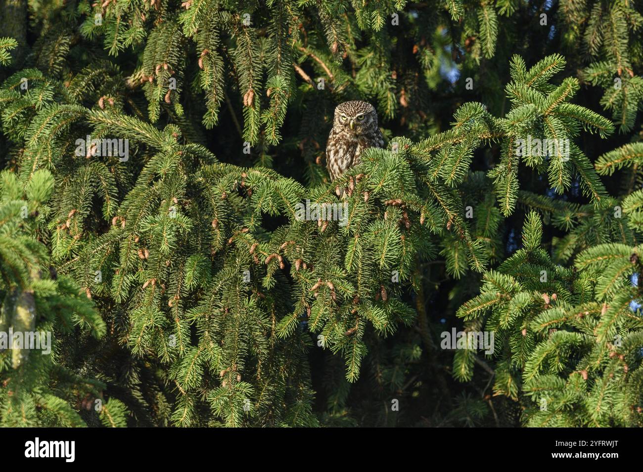 Little owl in fir tree hi-res stock photography and images - Alamy