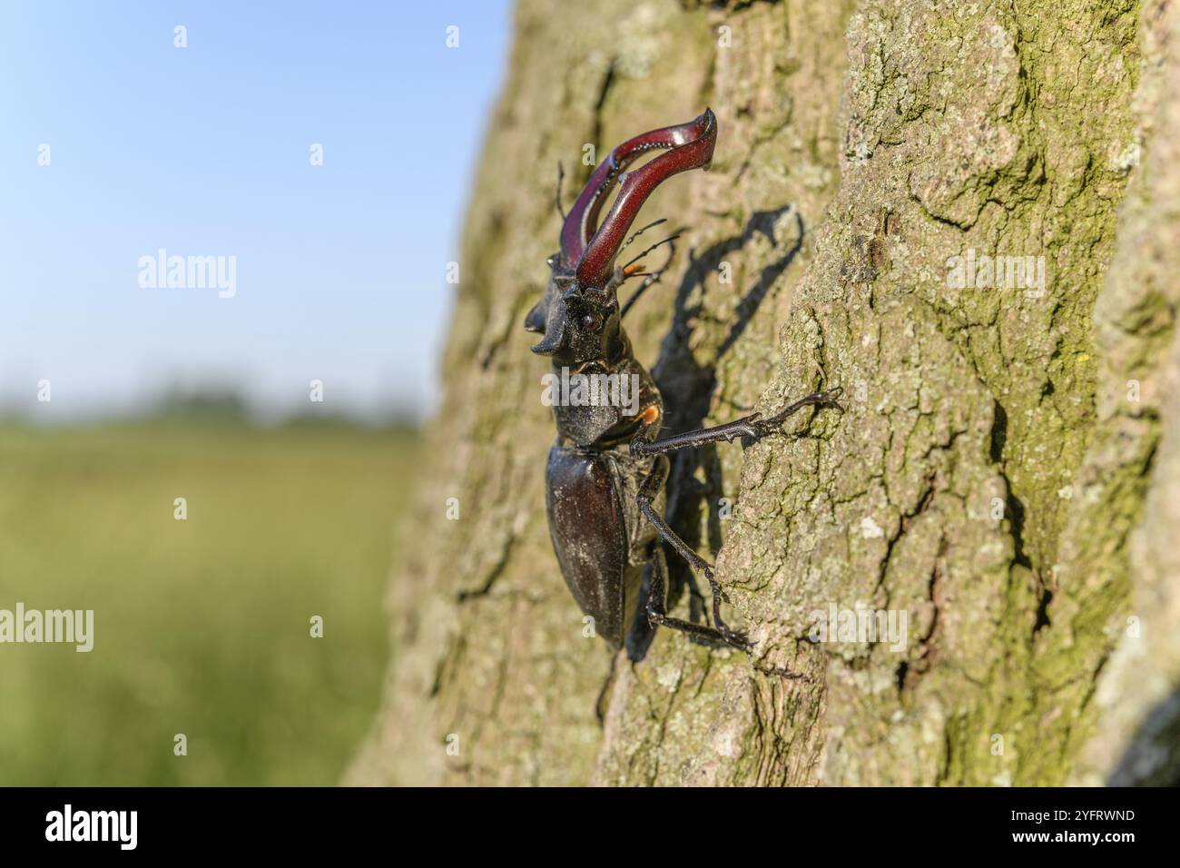 Kite stag beetle on the trunk of an oak tree in spring. France Stock ...