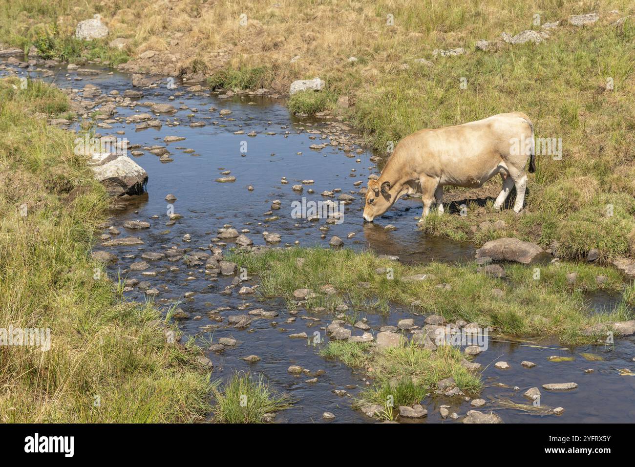 Aubrac cow going to drink in a river in times of drought. Aubrac ...