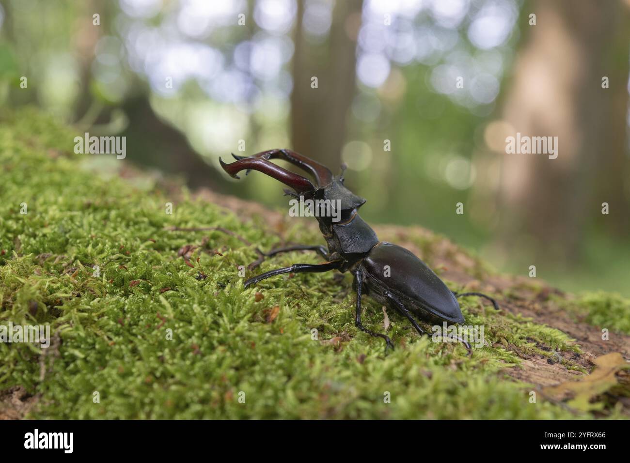 Stag beetle in log hi-res stock photography and images - Alamy