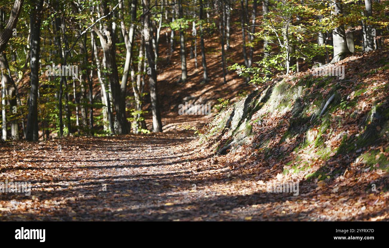 DEU, Germany, Iserlohn: The autumn colours enchant the forest in the ...