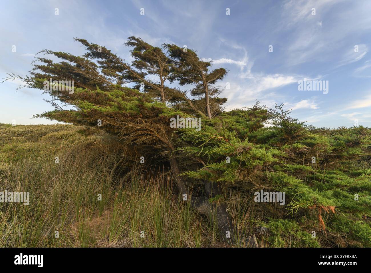 Cedar tree bent by the wind in a coastal landscape near the atlantic ...