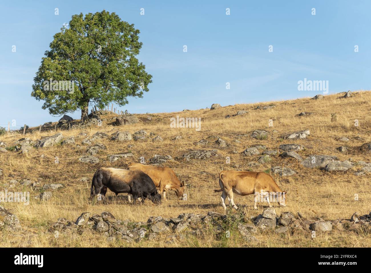 Bull and Aubrac cows in a dry pasture in summer. Aubrac, France, Europe ...