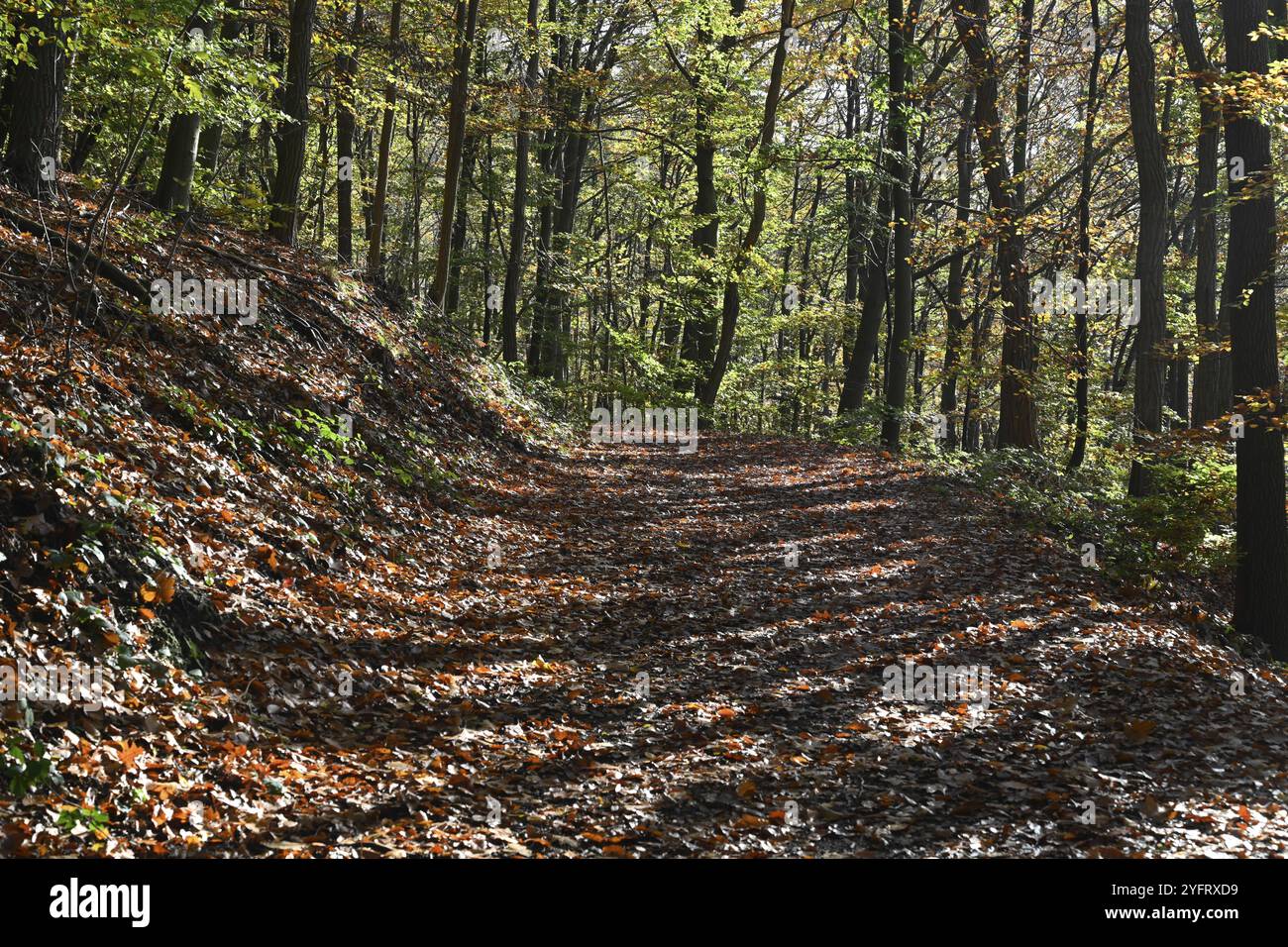 DEU, Germany, Iserlohn: The autumn colours enchant the forest in the ...
