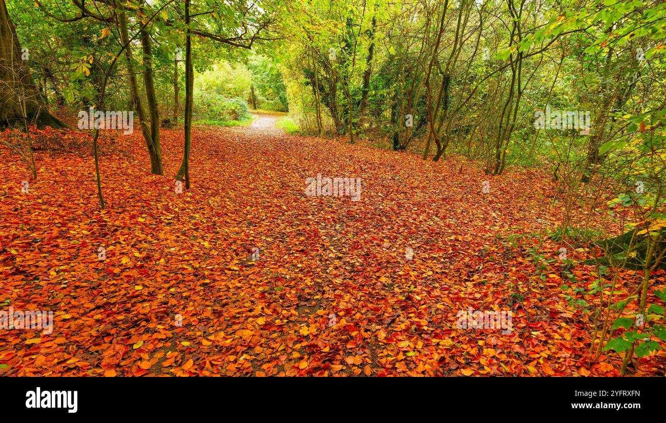 Autumn leaves strewn on the ground in the country park by the village ...