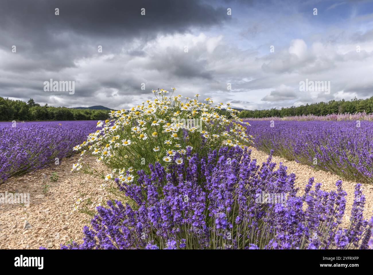 Lavender fields in bloom in Provence. Pays de Sault (Vaucluse Stock ...