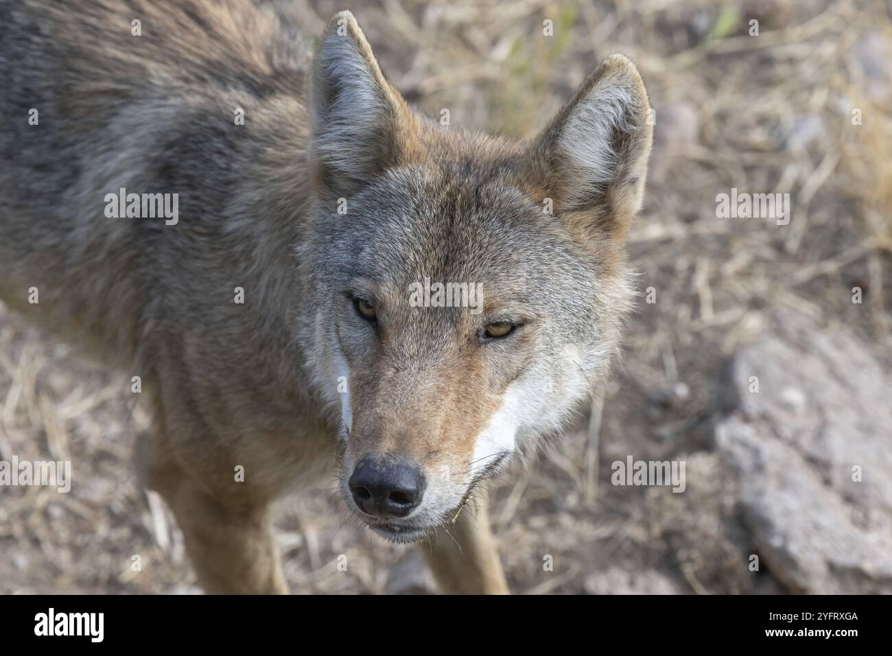 Mongolian wolf (Canis lupus chanco) in Gevaudan Park. Marvejols ...