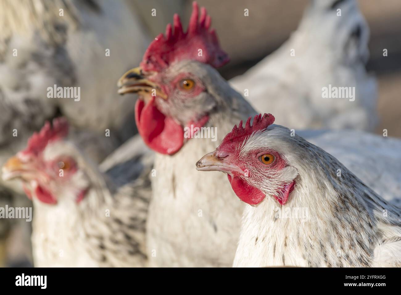 Group of hens drinking in a chicken coop France Stock Photo - Alamy