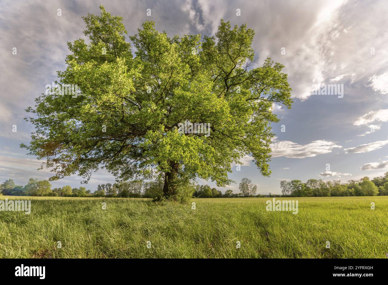Tree trees meadows meadow hi-res stock photography and images - Alamy