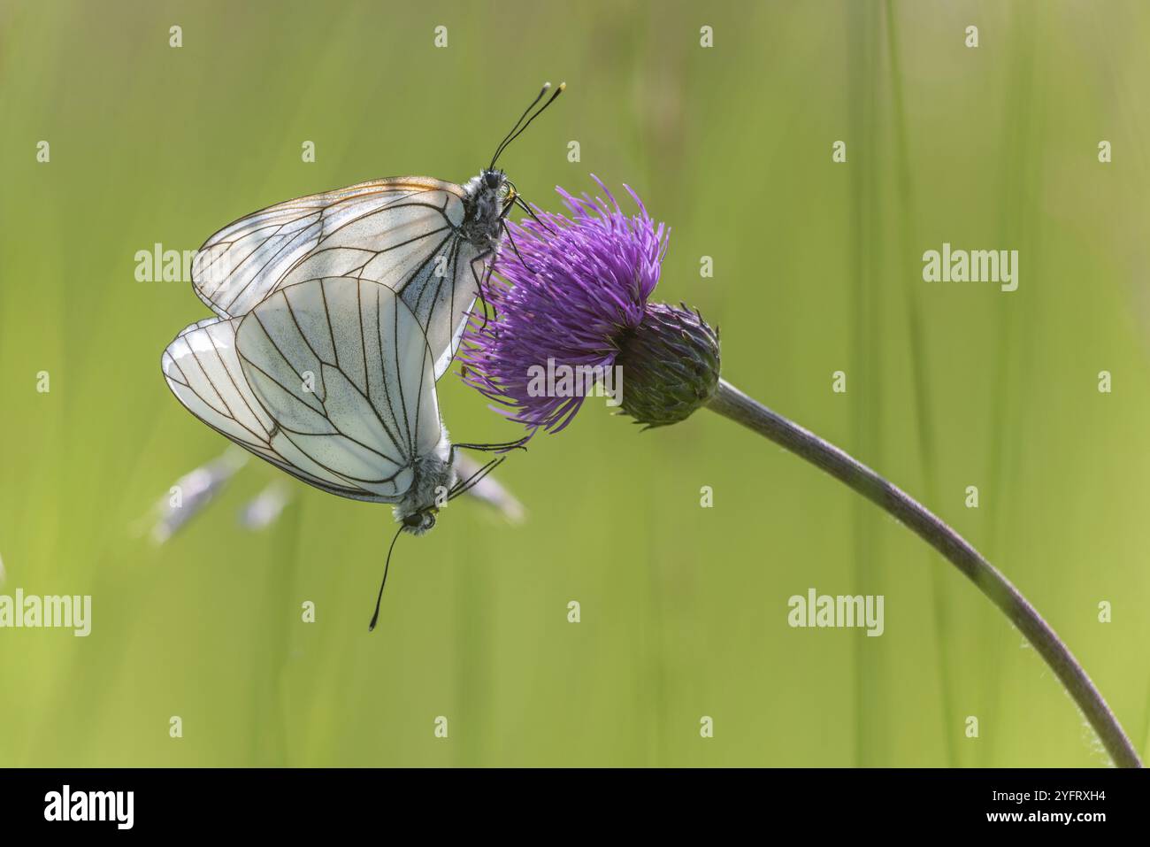 Natural habitat social butterflies hi-res stock photography and images ...