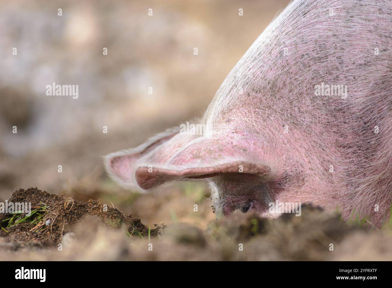Domestic pig feeding in the dirt in an outdoor breeding farm. France ...