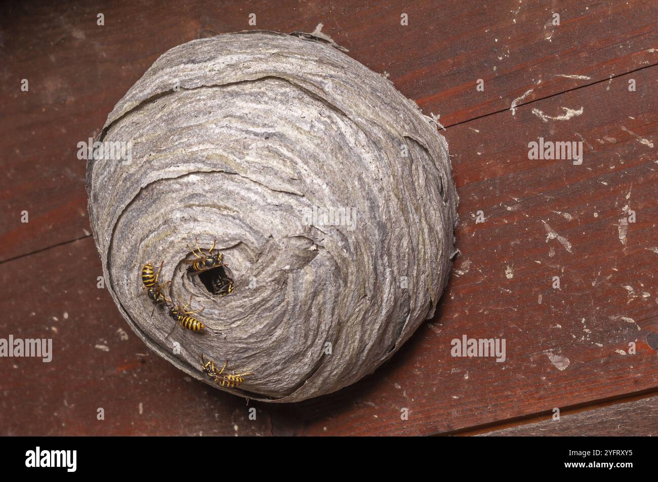 Wasp nest above the front door of a house. Alsace, France, Europe Stock ...