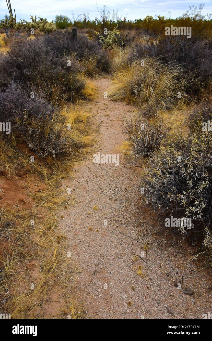 Arizona arroyo dry stream bed that provides a temporary drainage ...