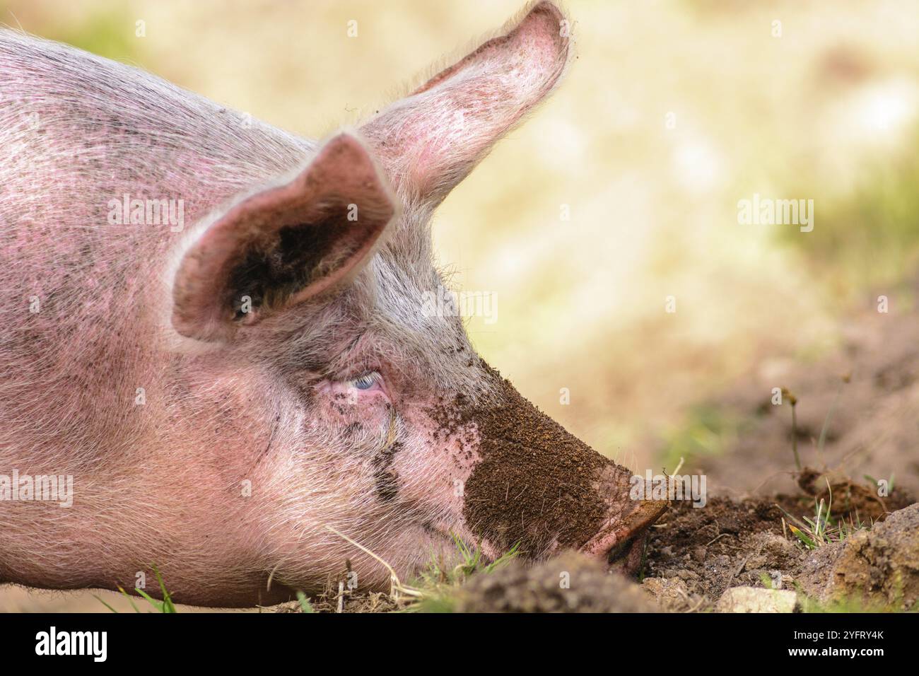 Domestic pig feeding in the dirt in an outdoor breeding farm. France ...
