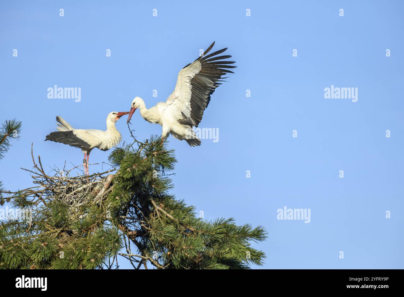 White stork in courtship period in early spring, France, Alsace, Europe ...
