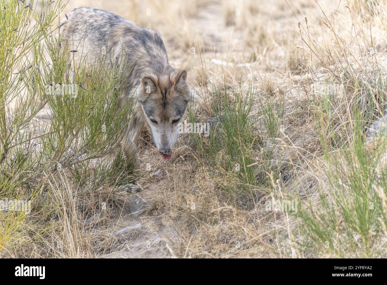Mongolian wolf (Canis lupus chanco) in Gevaudan Park. Marvejols ...