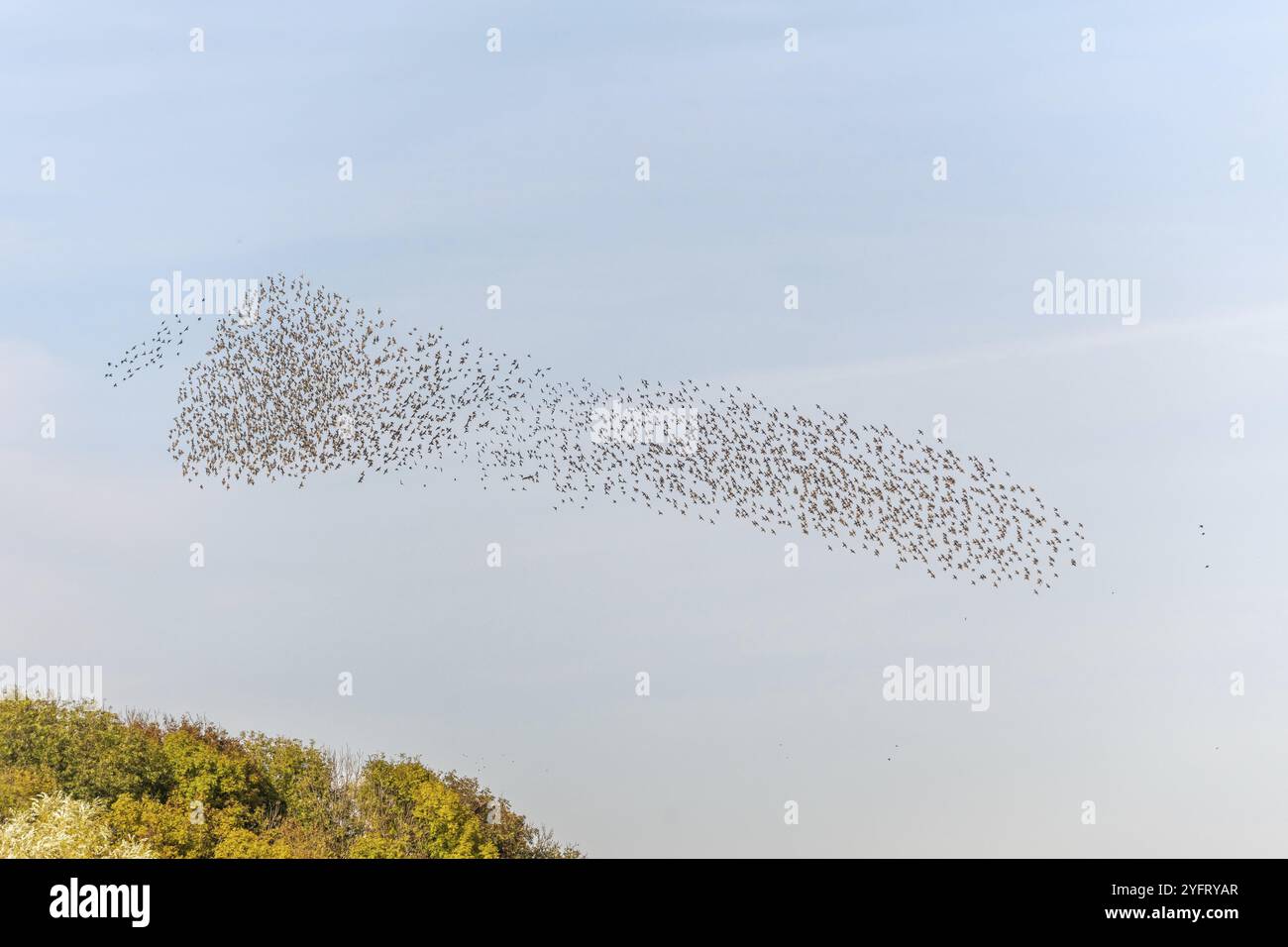 Cloud of starlings sublime choreography starlings birds followed by a raptor. France Stock Photo ...