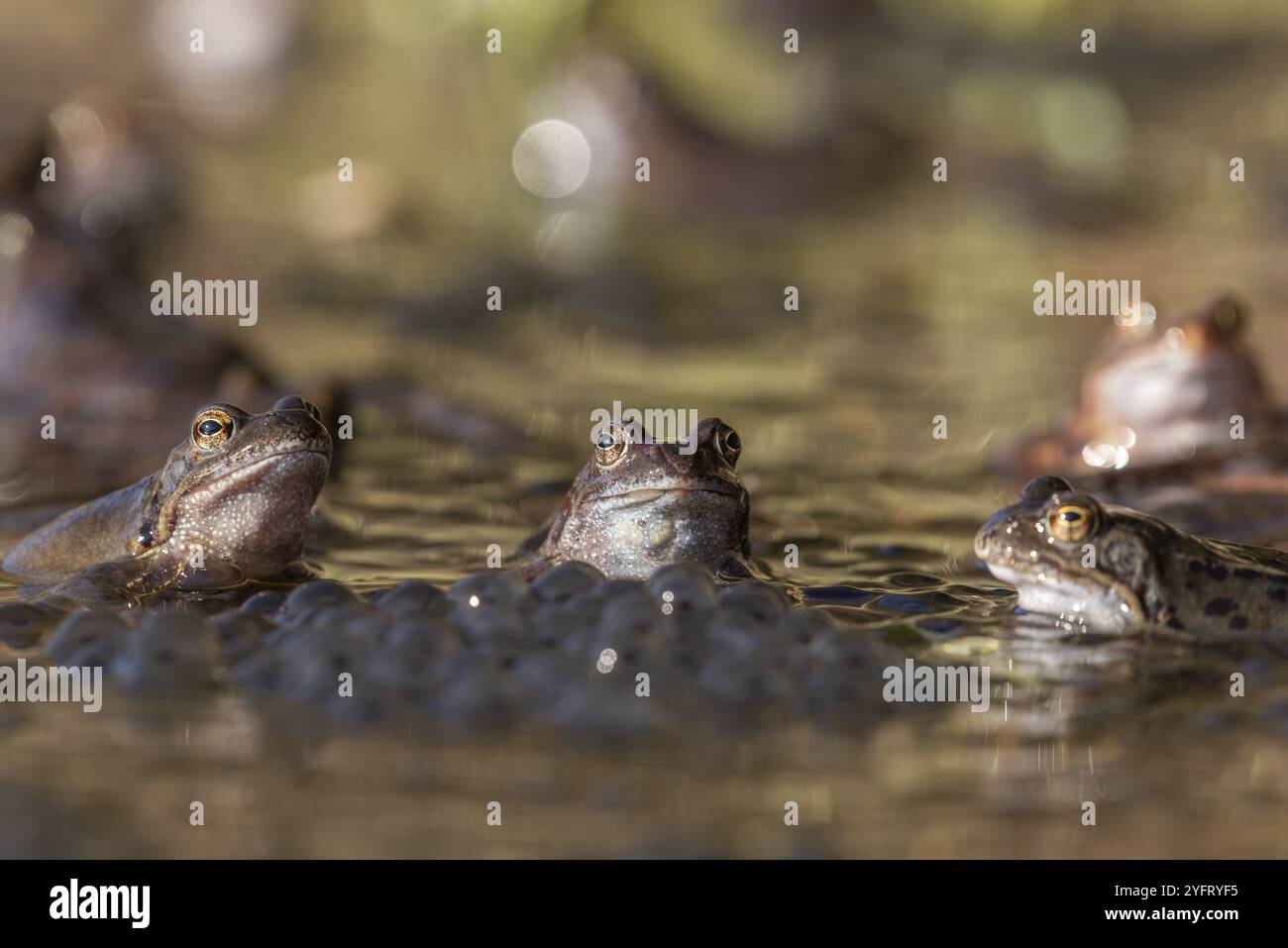 Common frogs laying eggs in a marsh in early spring Stock Photo - Alamy