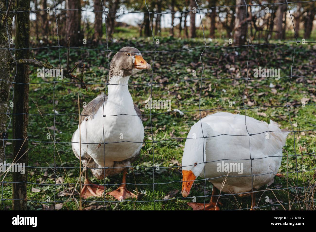 Two geese caged in farm. The geese crowded into the cages. Geese on the ...