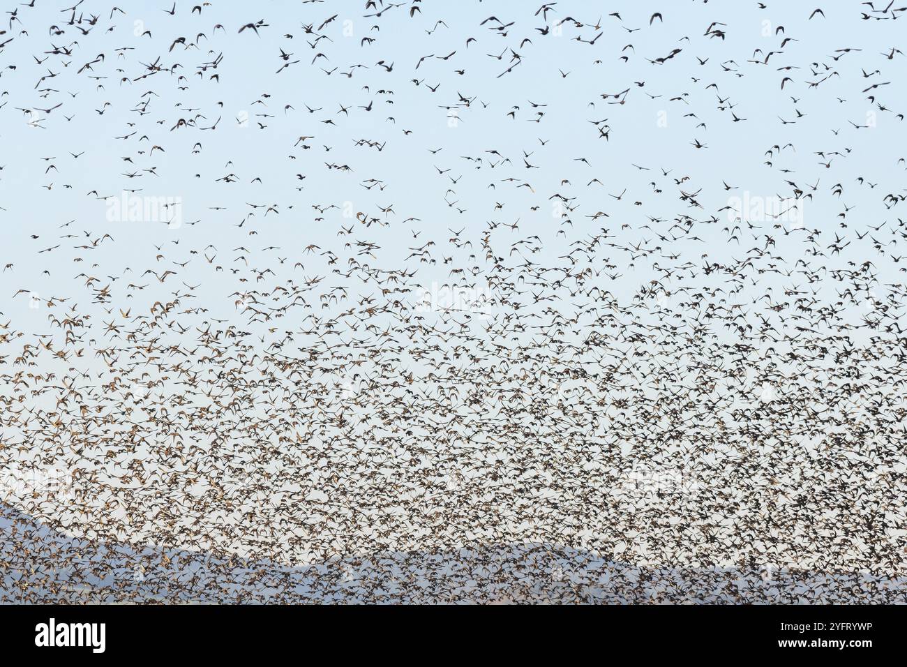 Cloud of starlings. Thousands of starlings synchronize their flight in autumn. France Stock ...