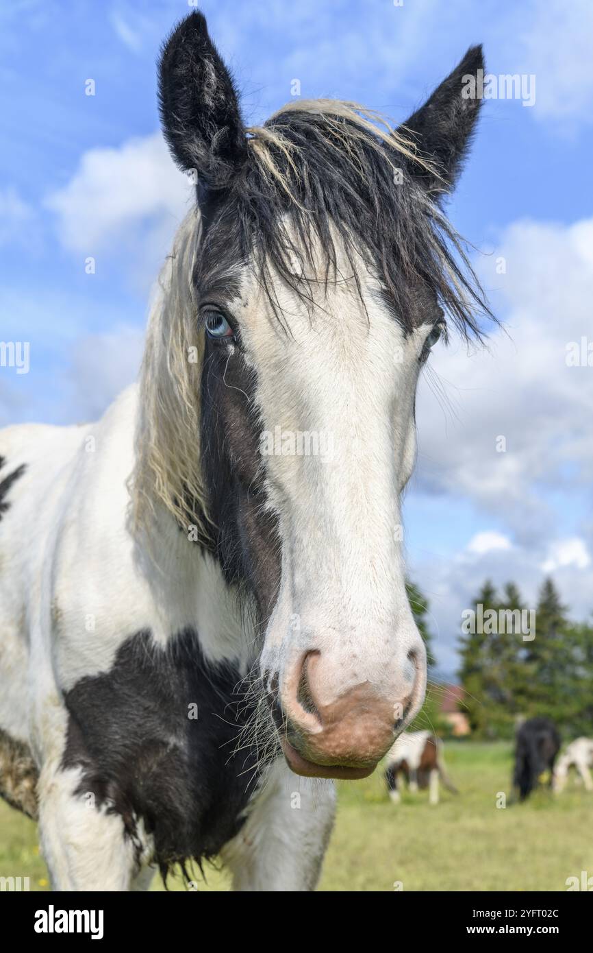 Portrait of an irish cob horse with blue eyes. Pasture of the French ...