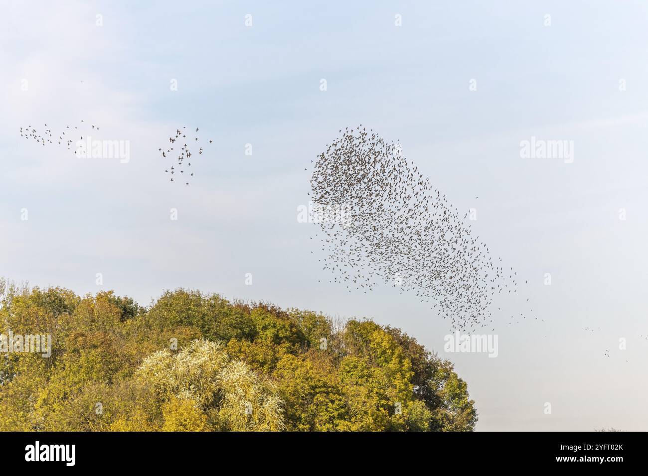 Cloud of starlings sublime choreography starlings birds followed by a raptor. France Stock Photo ...