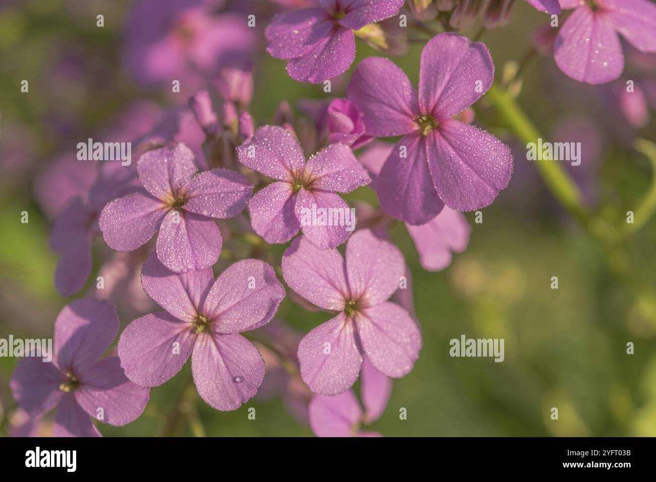 Purple flowers in bloom in the French countryside during spring Stock ...