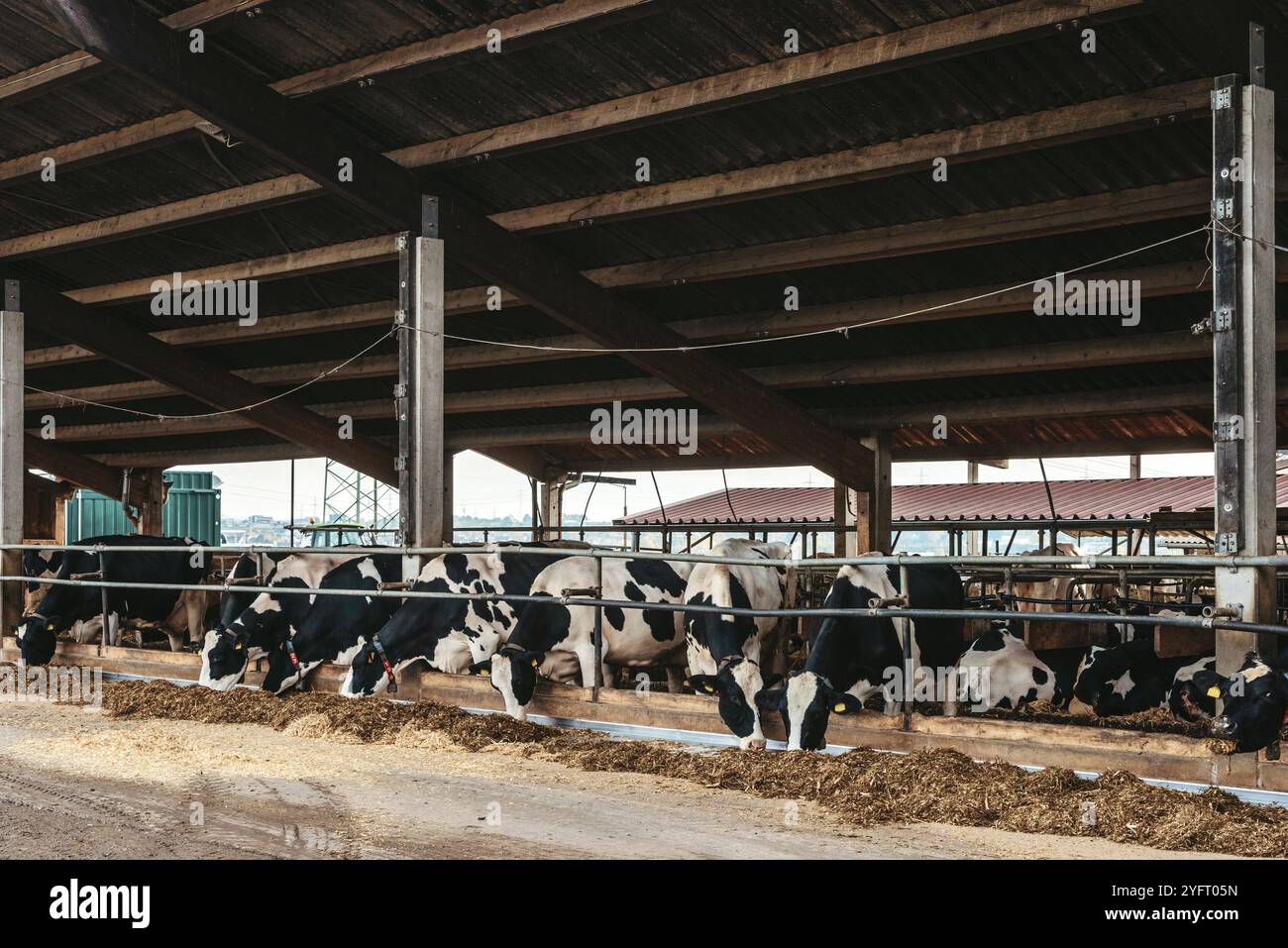 Calf cow in cage, caring on bio farm farming, feed hay grass silage ...