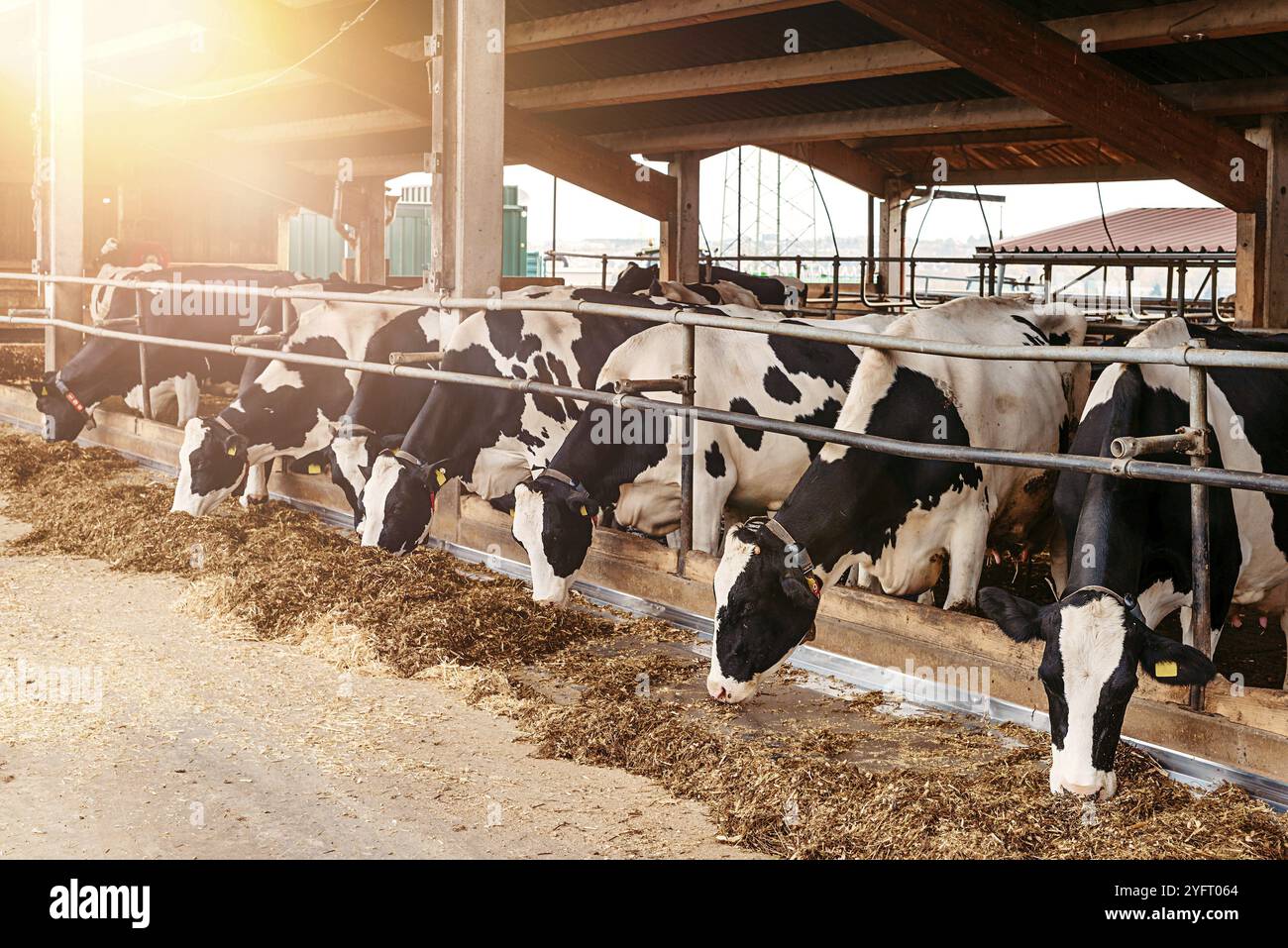 Calf cow in cage, caring on bio farm farming, feed hay grass silage ...