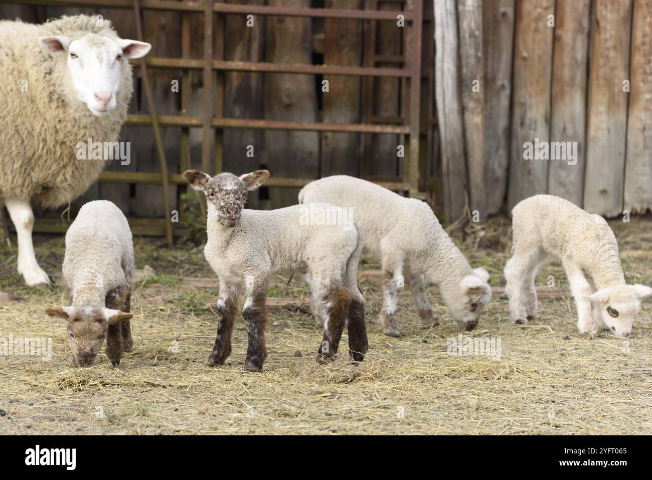 Empty sheepfold hi-res stock photography and images - Alamy