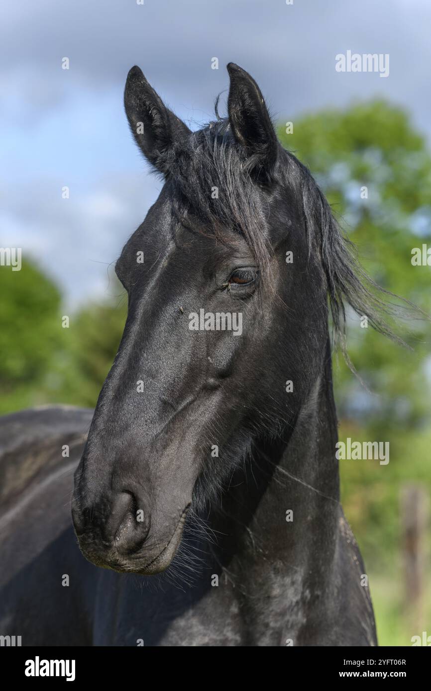 Portrait of a large black horse in a pasture in spring. Horses in the ...