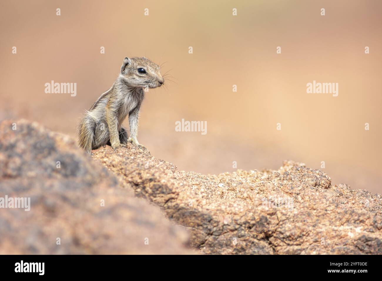 Moroccan squirrel hi-res stock photography and images - Alamy
