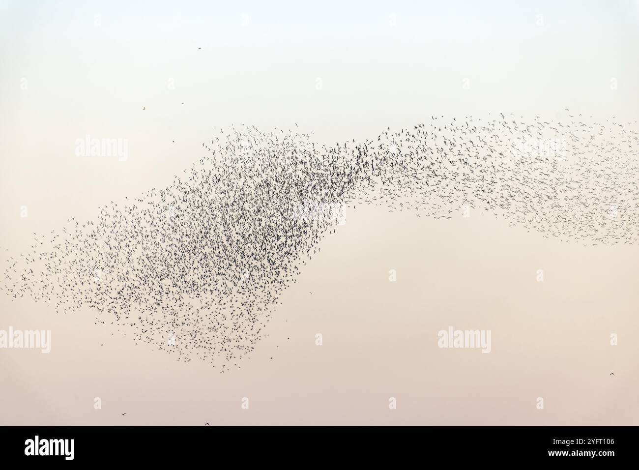 Cloud of starlings. Thousands of starlings synchronize their flight in autumn. France Stock ...
