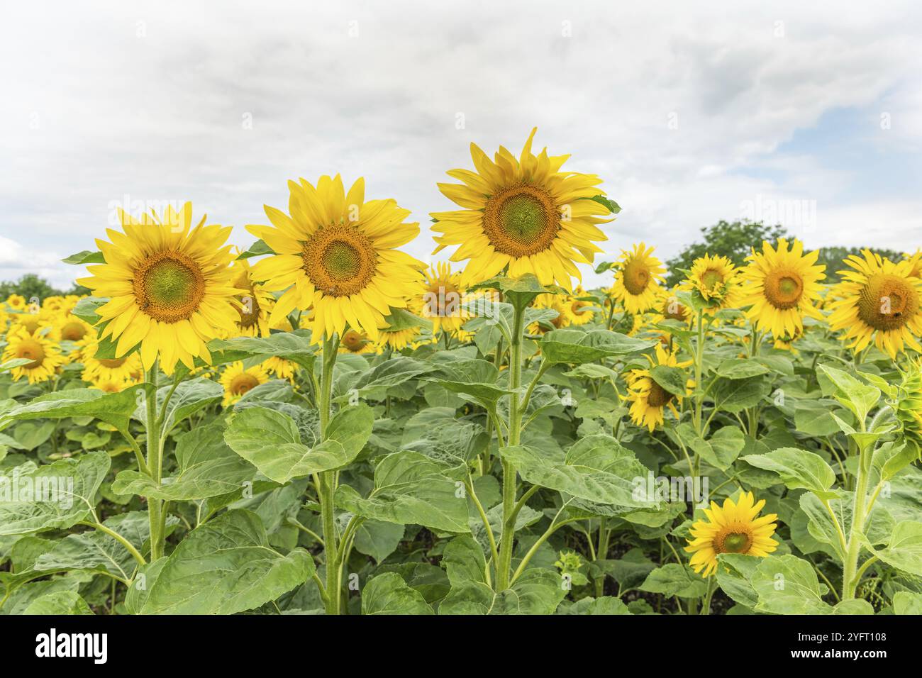 Fields of sunflowers or sun (Helianthus annuus) grown for its edible ...