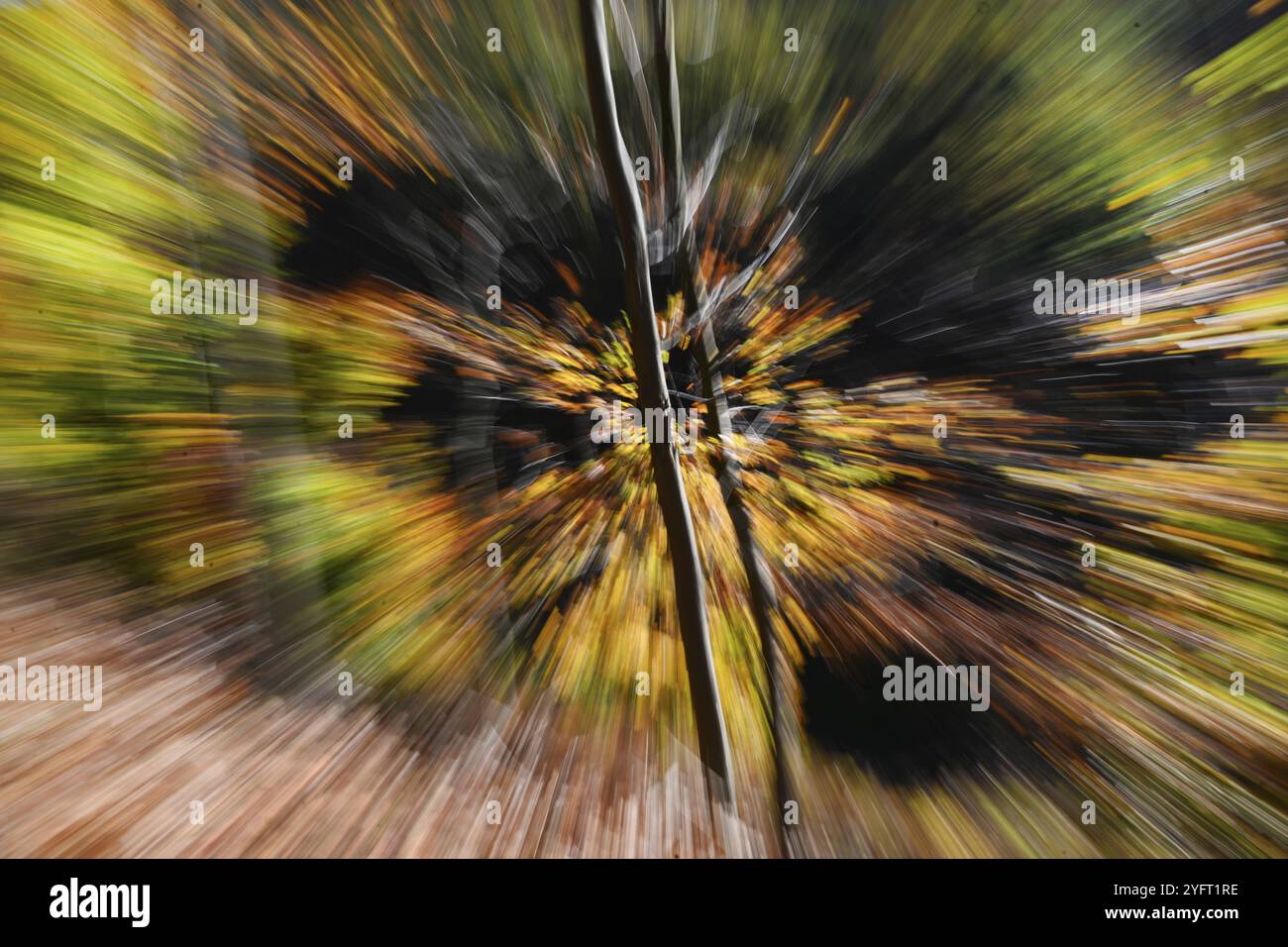 DEU, Germany, Iserlohn: The autumn colours enchant the forest in the ...