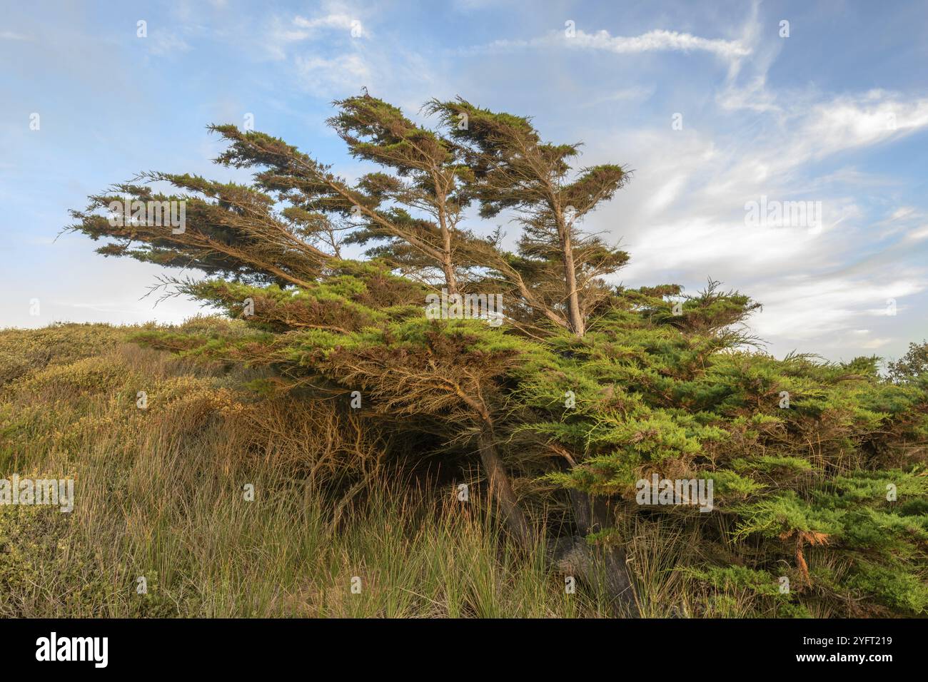 Cedar tree bent by the wind in a coastal landscape near the atlantic ...