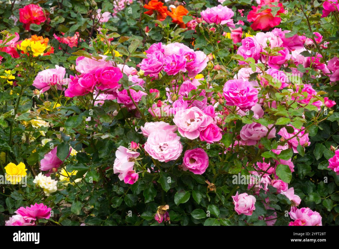 Bed of roses hi-res stock photography and images - Alamy