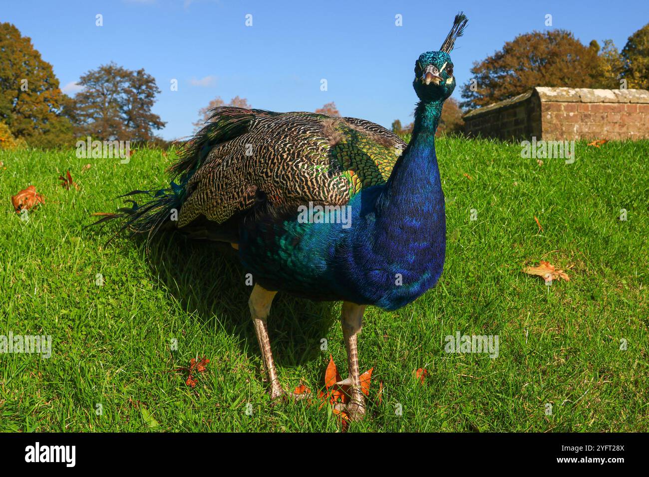 Peacock iridescence hi-res stock photography and images - Alamy