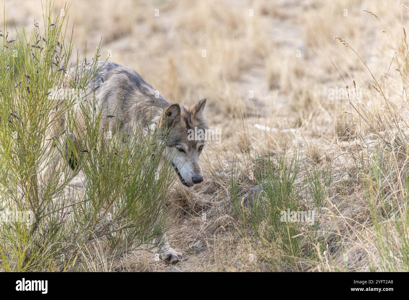 Mongolian wolf (Canis lupus chanco) in Gevaudan Park. Marvejols ...