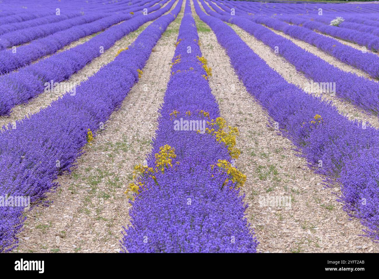 Lavender fields in bloom in Provence. Pays de Sault (Vaucluse Stock ...