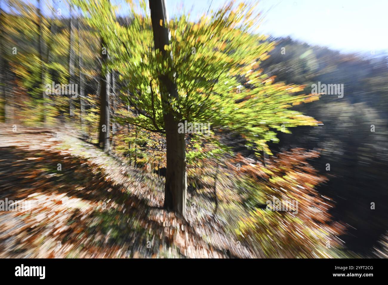 DEU, Germany, Iserlohn: The autumn colours enchant the forest in the ...