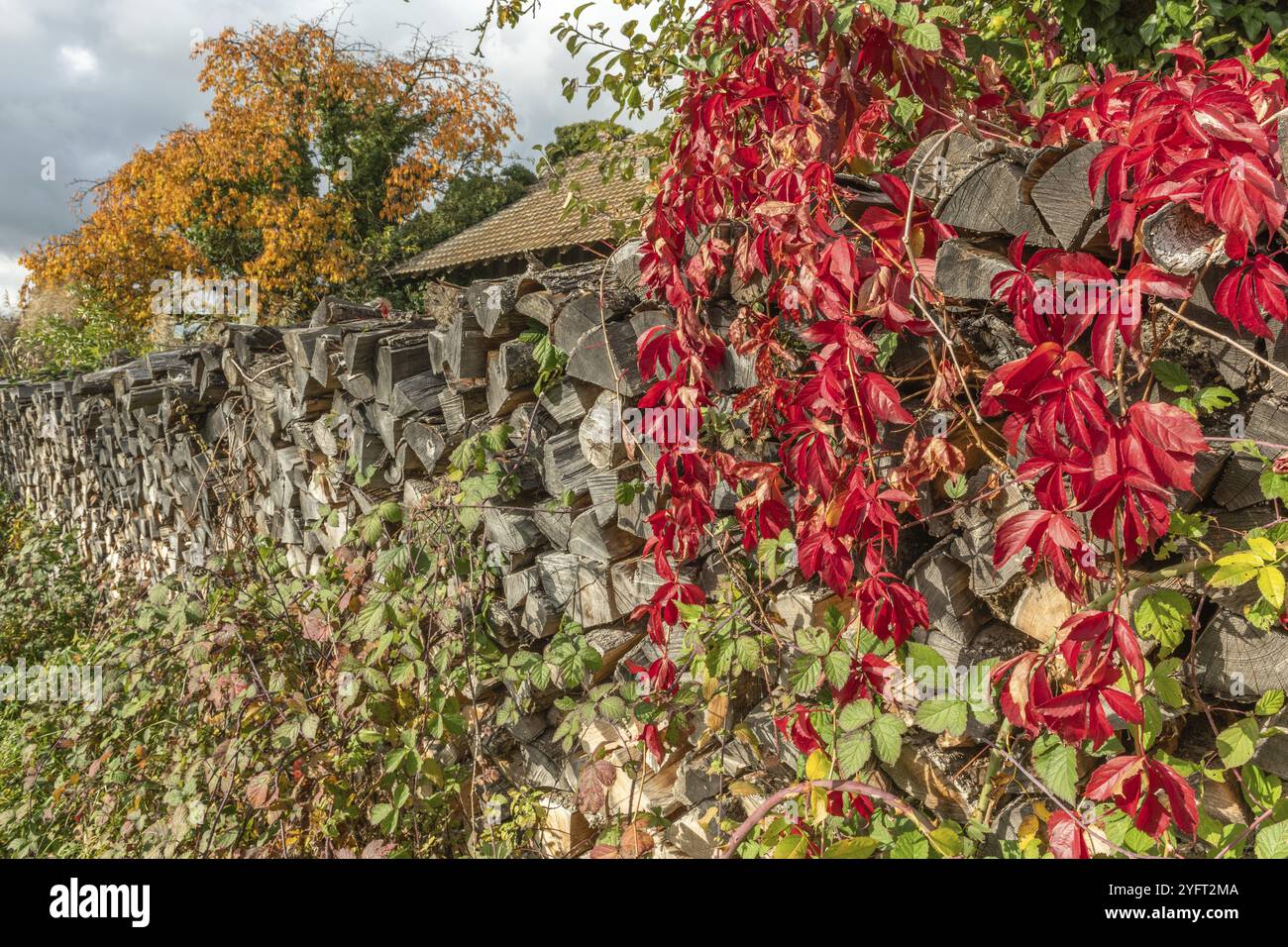 Pile of wood covered with red Virginia creeper in an old orchard in ...
