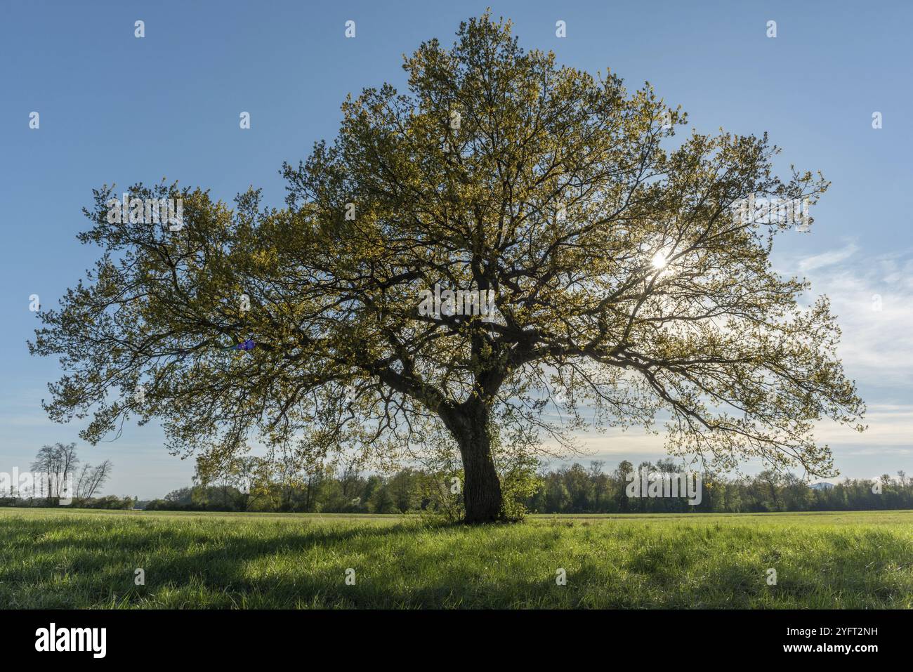Suns rays passing through trees hi-res stock photography and images - Alamy